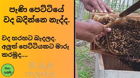 පැණි පෙට්ටියේ වද බඳින්නෙ නැද්ද මී වද හරහට බැඳලද මෙන්න විසඳුම වගා දැනුම Youtube