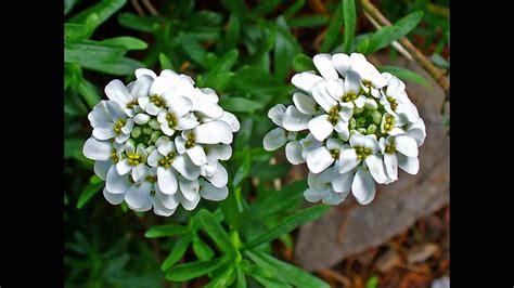 ИБЕРИС, или СТЕННИК (IBERIS) сем. Крестоцветные - YouTube