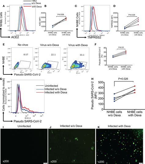 Frontiers Differential Effects Of Age Sex And Dexamethasone Therapy On Ace2 Tmprss2