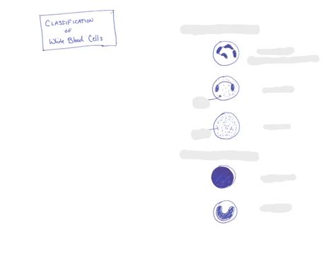 Classification Of Wbcs Diagram Quizlet