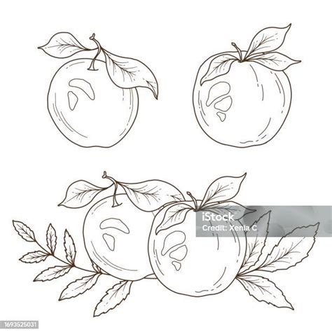 가을 사과 배열 개요입니다 가을 단풍 라인 아트 일러스트레이션 윤곽선 나뭇잎 배열 손으로 그린 그림 나뭇잎이 있는 가을 색칠 페이지 추수 감사절 준비 추수 감사절 그래픽