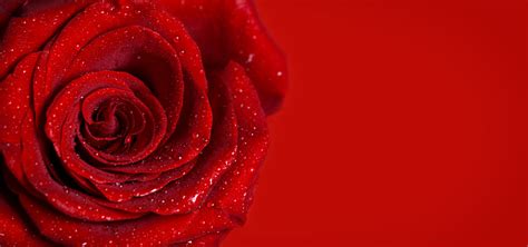 물방울이 있는 빨간 장미의 매크로 이미지 텍스트공간을 복사합니다 배너 공휴일에 대한 스톡 사진 및 기타 이미지 공휴일 기념일 꽃 나무 Istock