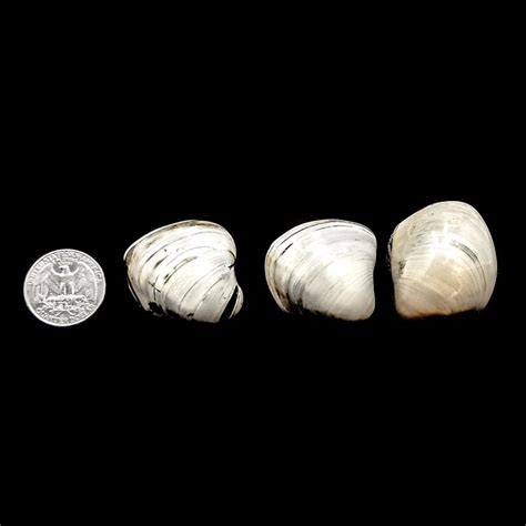 Bivalve Clam Fossil