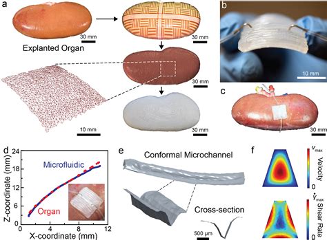 3d Printed Microfluidic Devices Could Increase The Number Of Viable Organs For Transplant