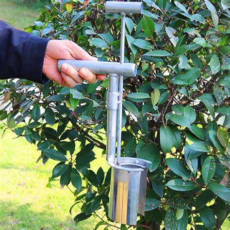 🌳Трансплантация на растителен разсад и плодни дръвчета🌱 – globaltimo