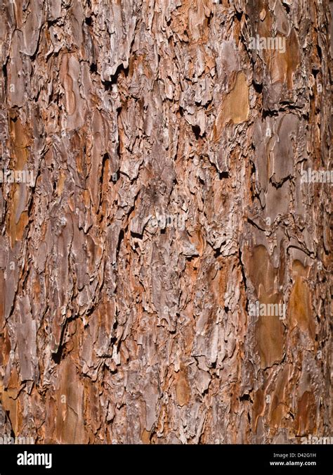 Pine Tree Texture As Background Stock Photo Alamy