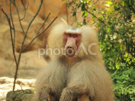 マントヒヒ シンガポール動物園 No 4703839｜写真素材なら「写真ac」無料（フリー）ダウンロードok