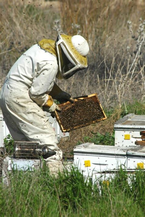 15 Best Bee Quiz Questions And Answers 2025 Quiz