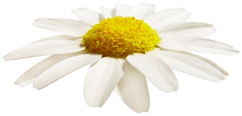 Клипарт ромашка на прозрачном фоне Zefirka Club фото и картинки