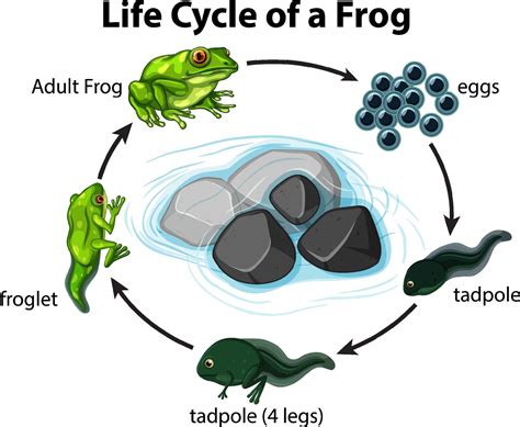Life Cycle Of Frog Diagram Frog Cycle Life Stages Metamorpho