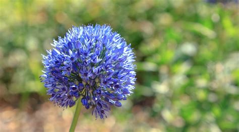 Persian Blue Allium
