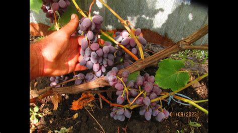 Виноград на даче Как формируюэ Youtube