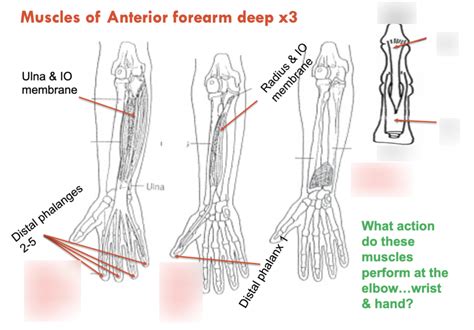 Deep Extrinsic Muscles Of Anterior Forearm Diagram Quizlet