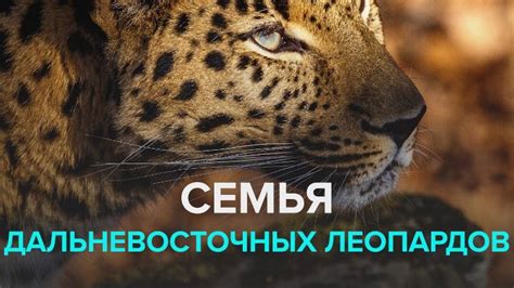 Семья дальневосточных леопардов — Москва 24