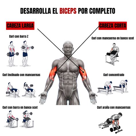 Los Mejores Ejercicios Para Trabajar El Biceps Correctamente