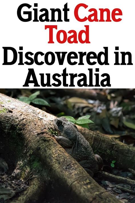 Giant Cane Toad Discovered In Australia Toad Wildlife Conservation