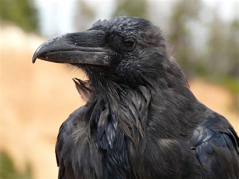 Free Images Wing Wildlife Beak Usa Black Fauna Close Up Birds Rook Vertebrate Raven
