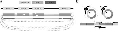 Fuchs—towards Full Circular Rna Characterization Using Rnaseq [peerj]