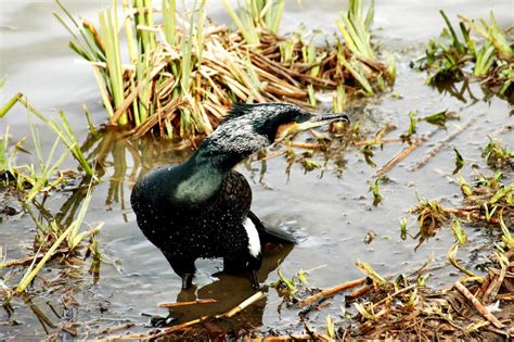 みぢかな野鳥 昆陽池探鳥記録 2005年2月27日