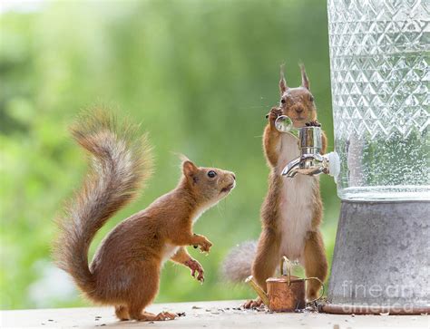 Red Squirrel Is Holding A Water Tap Photograph By Geert Weggen Fine Art America