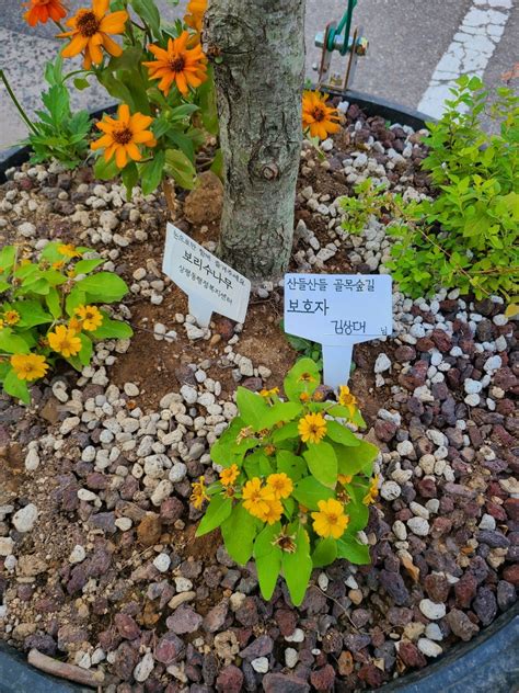 정원의 크기 내 마당 200평 계단 사이사이 내 화분 50개 그러나 이층 넓고 햇빛 잘 드는 공간 발코니에 아직 채소 정원은 마련 못했다 ♤꿈이있는 정원♤ 예쁜정원