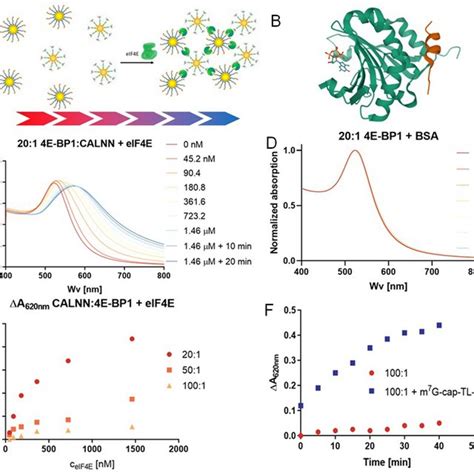 Optimizing The 4e Bp1 Conjugate For A Two Component Aunp Based Eif4e