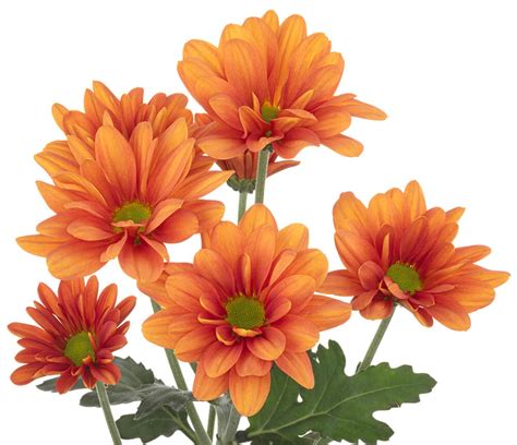 Pompon Gioia The Queens Flowers