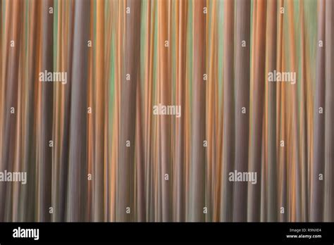 Abstract Image Of Motion Blurred Scots Pine Pinus Sylvestris Tree Trunks In Coniferous Forest