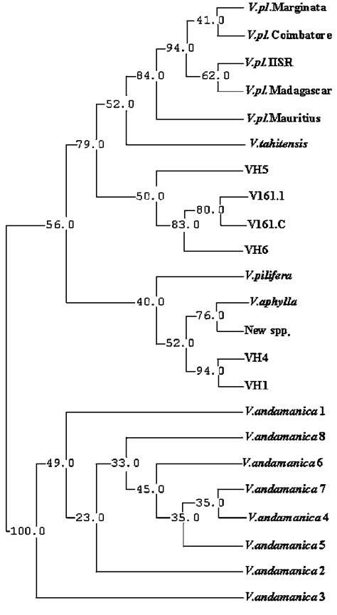 Phenogram Constructed For The Taxa Species Collections