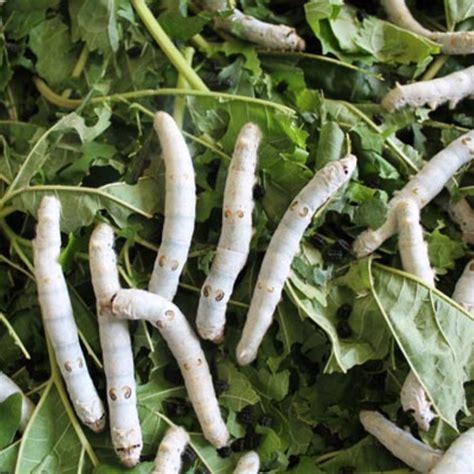 Silkworm Farming