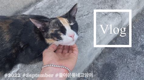 30대 취준생 Vlog L 돌아온 동네고양이 Feat 추석 202209 1 Youtube