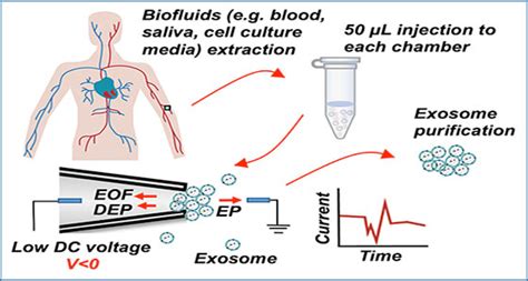 Rapid And Label Free Isolation Of Small Extracellular Vesicles From Biofluids Utilizing A Novel