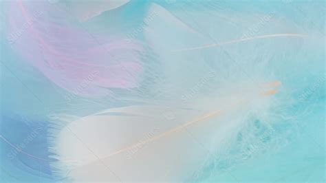 Feather Natural Texture Gradient Photography Powerpoint Background For Free Download Slidesdocs