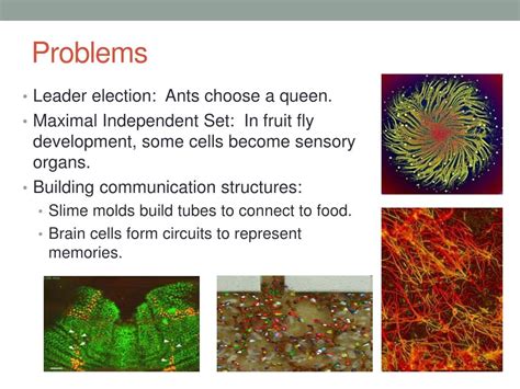 Ppt Distributed Algorithms And Biological Systems Powerpoint