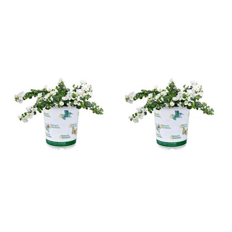 Natures Nutrients Annual Bacopa Scopia White 2 5 Qt 2 Pack 1549 The Home Depot