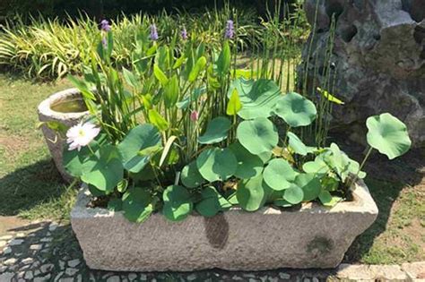 农村的石槽别丢种花种草都是宝