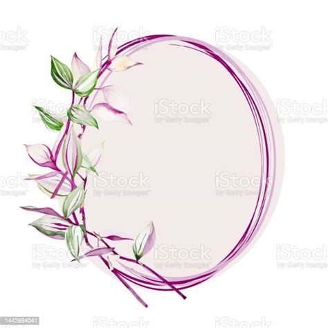 녹색과 보라색 Tradescantia 식물의 꽃 타원형 프레임 흰색 배경에 격리된 나뭇가지에 줄무늬 화려한 잎이 있는 아름다운