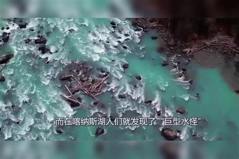 新疆喀纳斯湖出现 巨型水怪”，专家捕捉2个月，还真捉到数10条喀纳斯湖新疆