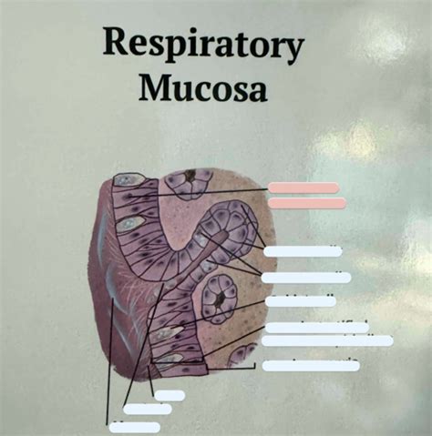 Respiratory Mucosa Flashcards Quizlet