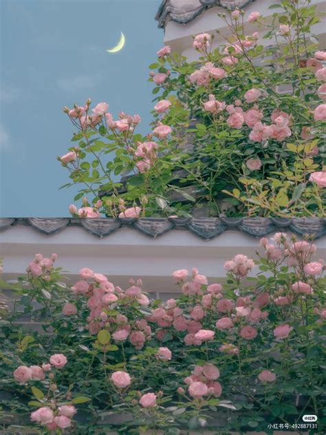 Ghim C A Juby Lin Tr N Romantic Pink Entrance