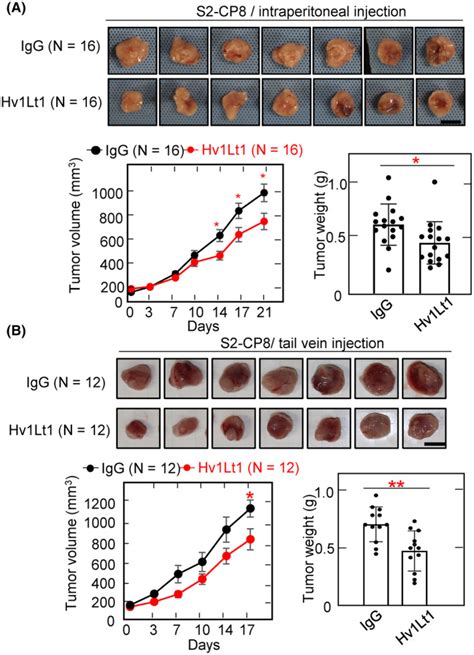 Newly Developed Humanized Anti‐ckap4 Antibody Suppresses Pancreatic Cancer Growth By Inhibiting
