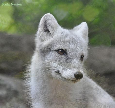 Arctic Fox Summer Coat