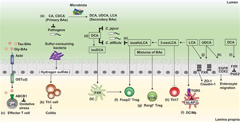 Bile Acids BAs Regulate The Epithelial Barrier Immune System And Download Scientific