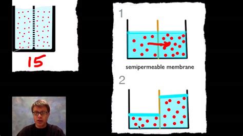 AP Biology Lab 1 Diffusion And Osmosis Science