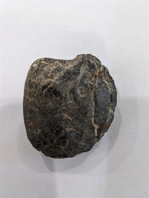 Fossilized Clam Rfossils