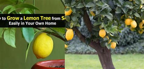 As Long As Lemon Trees Grow What Is The Captivating Story Of Resilience And Hope Amidst War