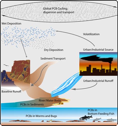 Pcb Transport And Exposure Pathways