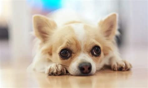 Differential Diagnosis Ketonuria