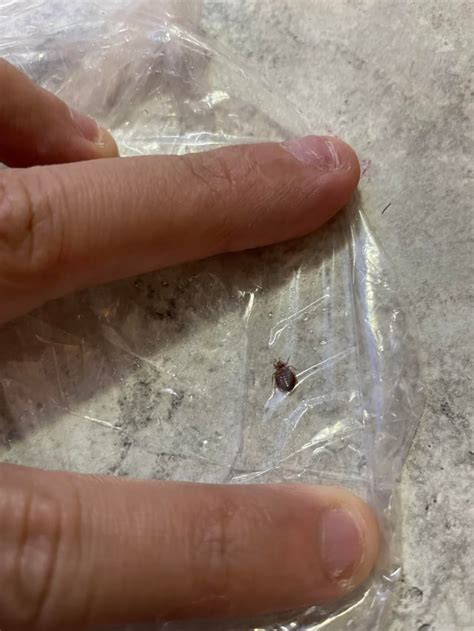 My Friend Found This Spider Under The Bed He Unfortunately Squished It But I Want To Know What