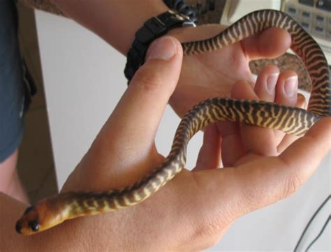 Woma Python Shark Bay